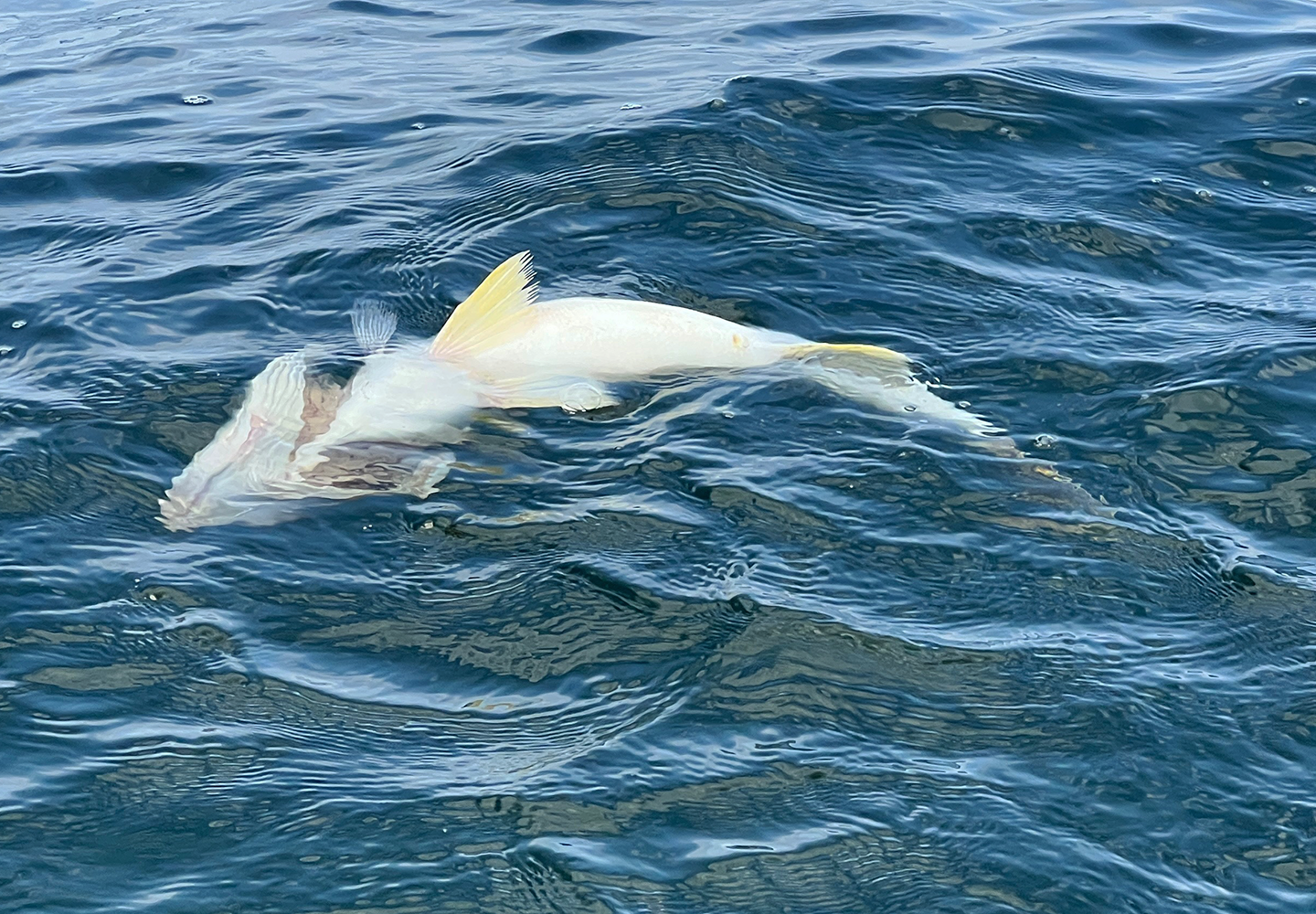 Fishing Reports Minnesota Fishrapper Current Fish Report