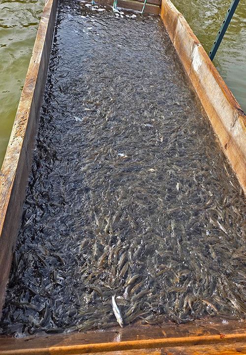 Red Lake Walleye Crappie Fishing 2026 Reports Archive
